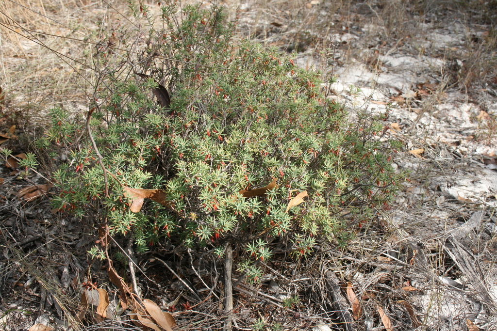 Flame Heath from Grass Tree Conservation Pk, Grass Tree, Cadgee SA 5271 ...
