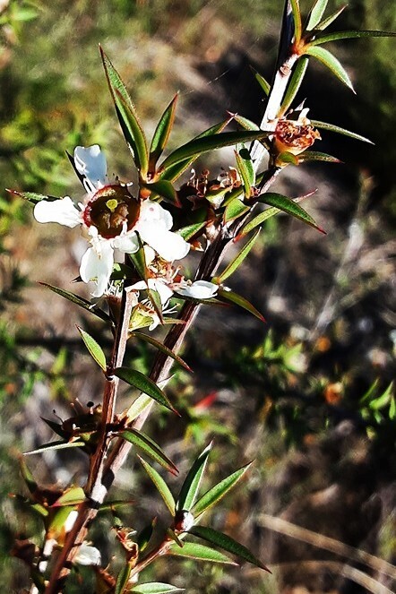 prickly tea-tree from Hassans Walls Reserve, Lithgow NSW 2790 ...