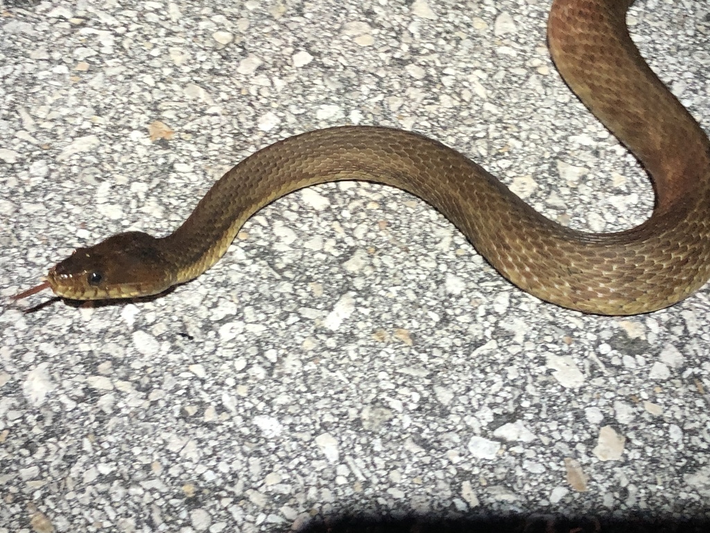Mangrove Saltmarsh Snake (Nerodia clarkii compressicauda) - Snakes and ...