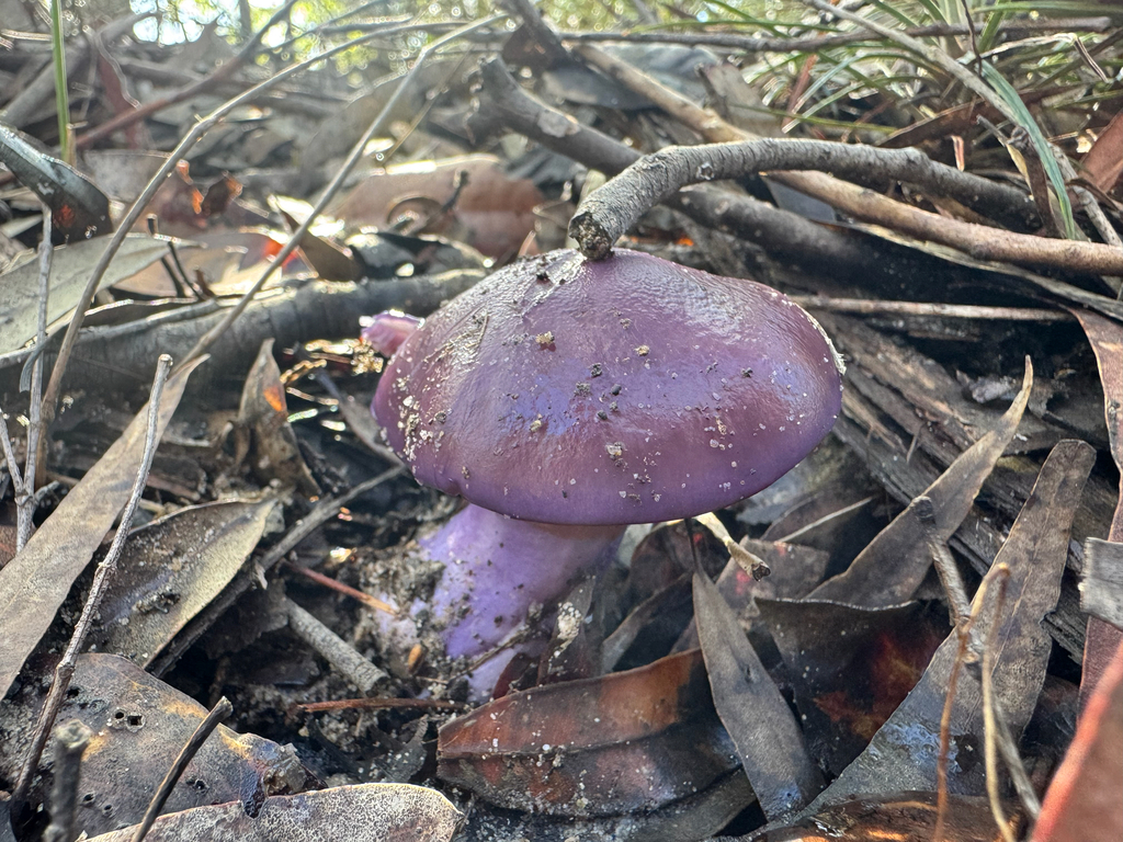 Emperor Cortinar from Springwood Ridge Trl, Blue Mountains National ...