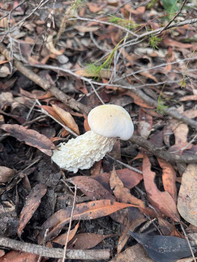 Snowy Bolete from Springwood Ridge Trl, Blue Mountains National Park ...