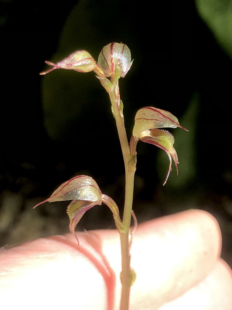 Pixie Caps in May 2025 by Samuel Frankel · iNaturalist