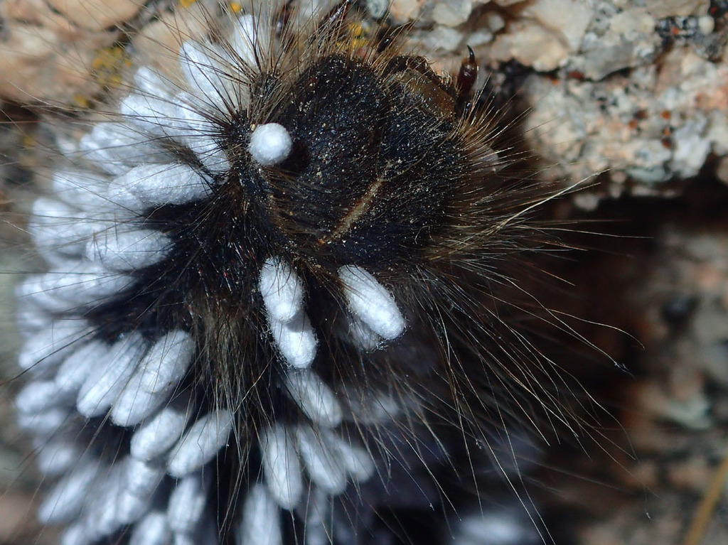 Tiger Moths and Allies from Joshua Tree National Park, Riverside ...