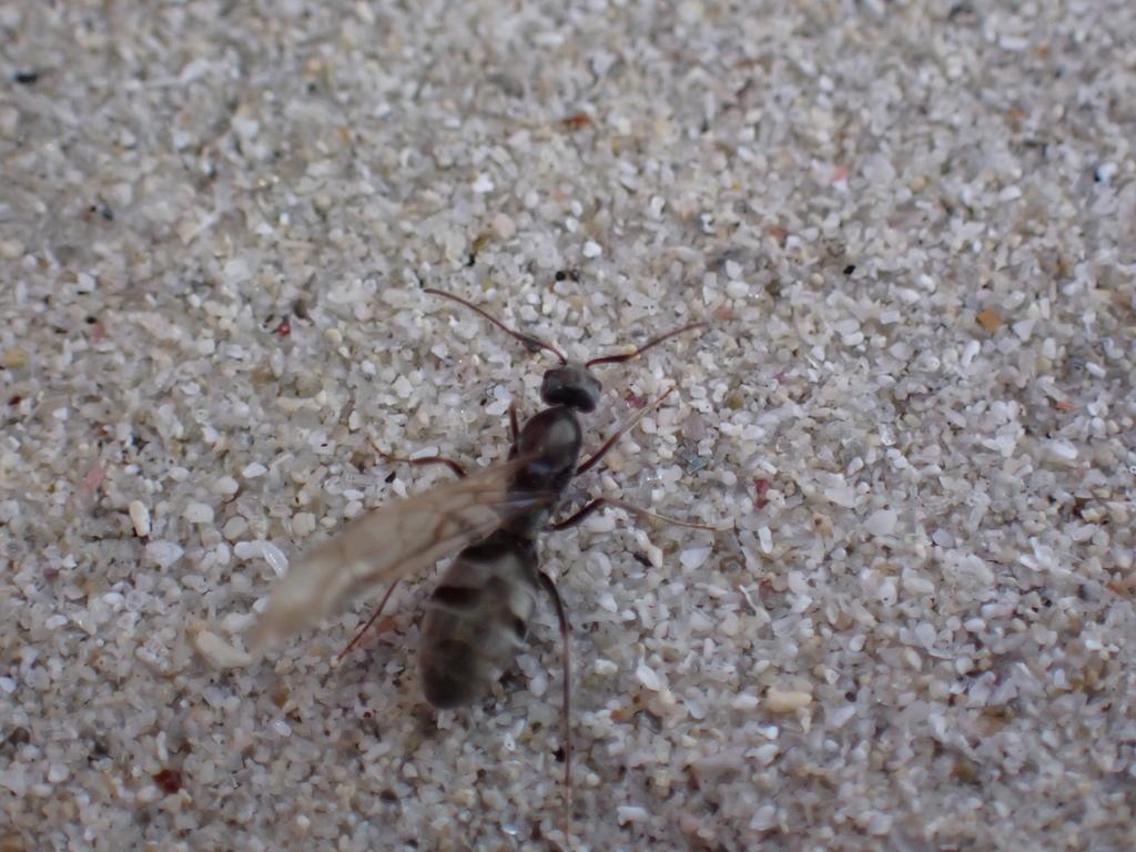 Rainbow, Tyrant, and Meat Ants in May 2025 by distinguished_orca. Queen ...