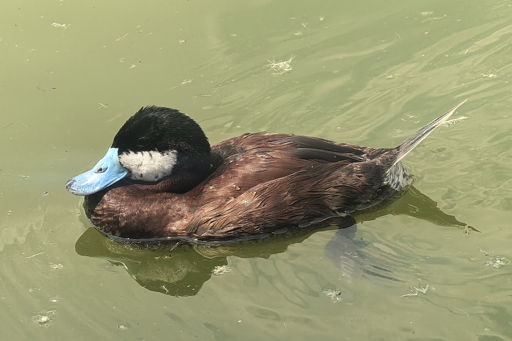 Ruddy Duck from Zoológico de San Juan de Aragón, Gustavo A. Madero ...
