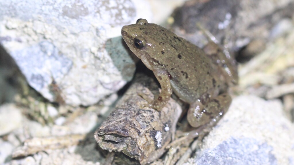 Western Narrow-mouthed Toad from Cameron County, TX, USA on May 24 ...