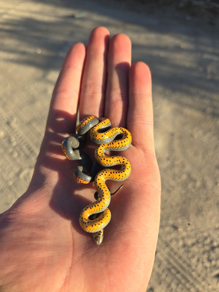 Regal Ringneck Snake in May 2025 by Henry Christensen. Cochise County ...