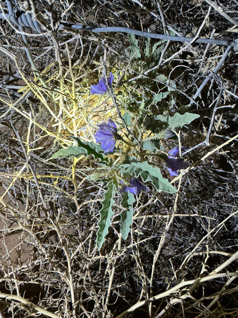 silverleaf nightshade from S I-10 Frontage Rd, Hachita, NM, US on May ...