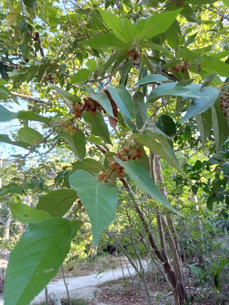 West Indian Elm from 77730 Q.R., México on May 24, 2025 at 07:20 AM by ...