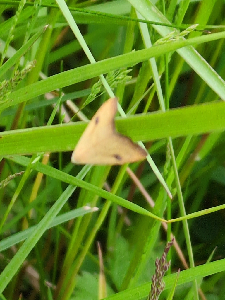 Straw Dot from York YO19 4AU, UK on May 24, 2025 at 04:01 PM by ...
