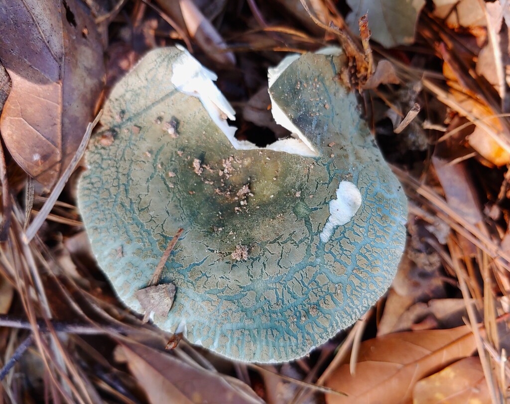 Blue-green Cracking Russula from Mountain Park, GA, USA on May 24, 2025 ...