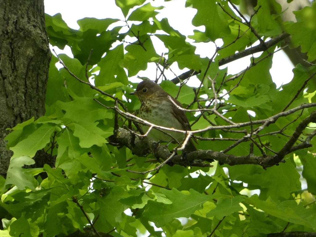 Swainson's Thrush from Berea, OH 44017, USA on May 19, 2025 at 11:53 AM ...