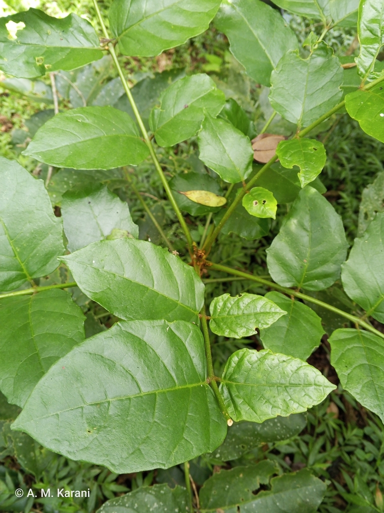 (Brucea macrocarpa) - Botanical Realm
