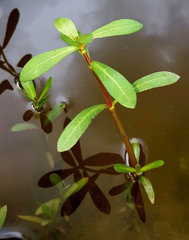 Alligatorweed (Alternanthera philoxeroides) - Botanical Realm
