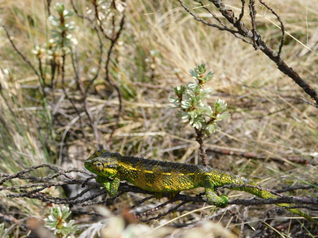Mount Kenya Side-striped Chameleon in June 2024 by Alex Mwangi ...