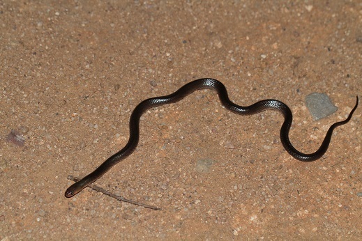 Carpentaria Small-eyed Snake (Snakes of the Townsville Region ...