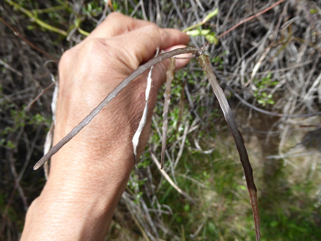 Parsonsia capsularis tenuis from Lindis Valley 9383, New Zealand on ...