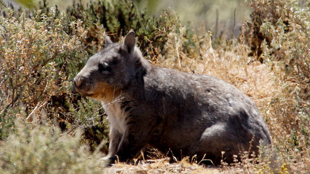 Wombats (Vombatidae) - Know Your Mammals