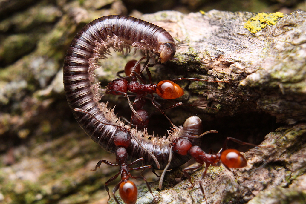 Tennessee Collared Ant in May 2025 by Matthew Lindsey. For the ants. A ...