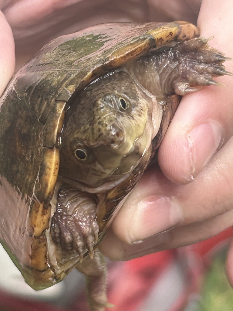 Stripe-necked Musk Turtle from CR-39, Spanish Fort, AL, US on May 24 ...