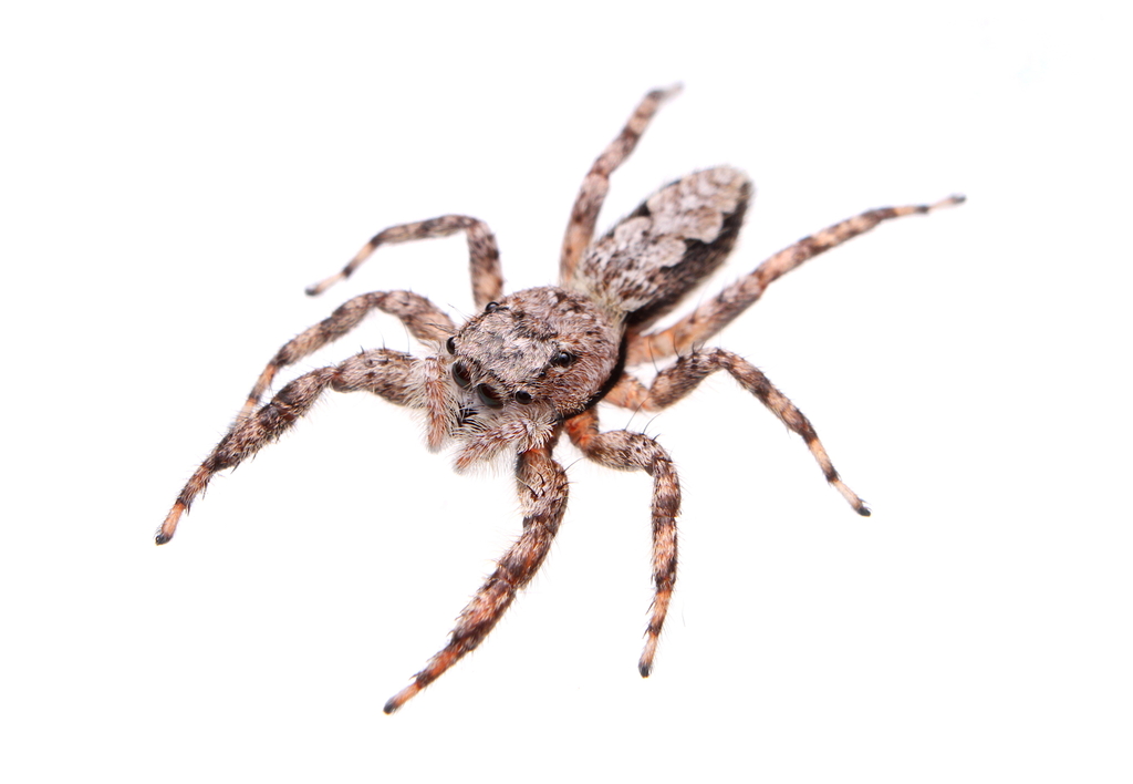 Tan Jumping Spider (Arthropods of Appalachia) · iNaturalist