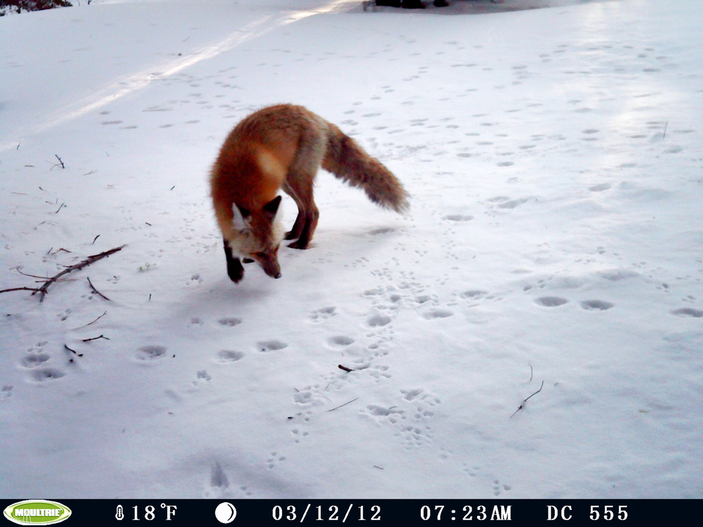 Sierra Nevada Red Fox (Vulpes vulpes necator) - Know Your Mammals