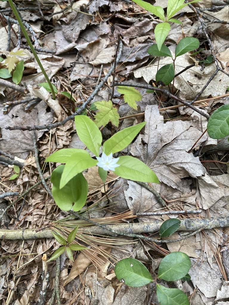 northern starflower from Levering, MI, US on May 24, 2025 at 01:35 PM ...
