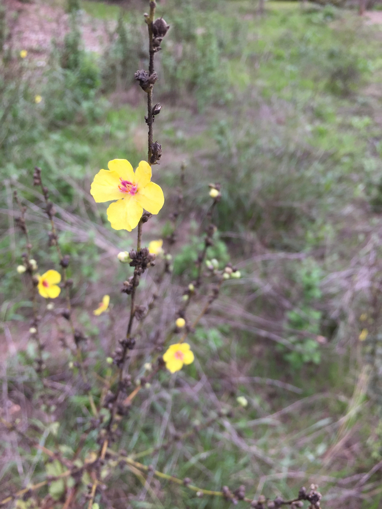 wavyleaf mullein from Camí del Pantà, 62, Barcelona, Catalonia, ES on ...