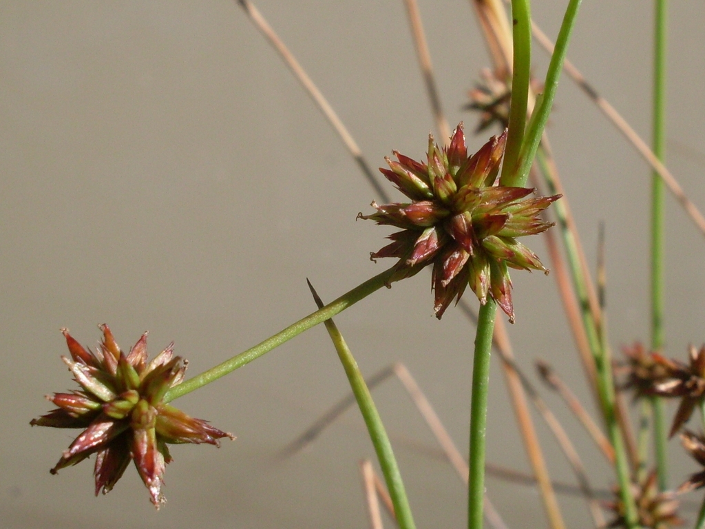 rushes (Juncus) - Botanical Realm