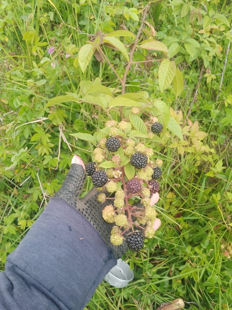 Andean Raspberry (Rubus glaucus) - Botanical Realm