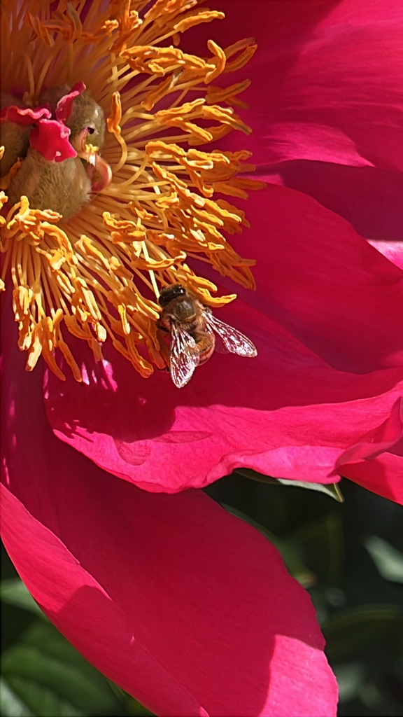 Western Honey Bee from Angle Dr, Olympia, WA, US on May 24, 2025 at 11: ...