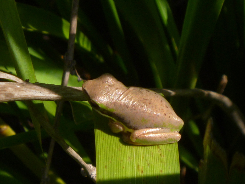 Eastern Dwarf Tree Frog from Sydney NSW, Australia on August 28, 2019 ...