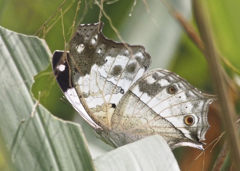 Salamis anacardii (Moths and Butterflies of the Mfolozi River catchment ...