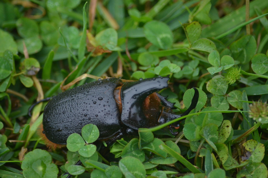 Heterogomphus schoenherri from Bongará Province, Peru on October 29 ...