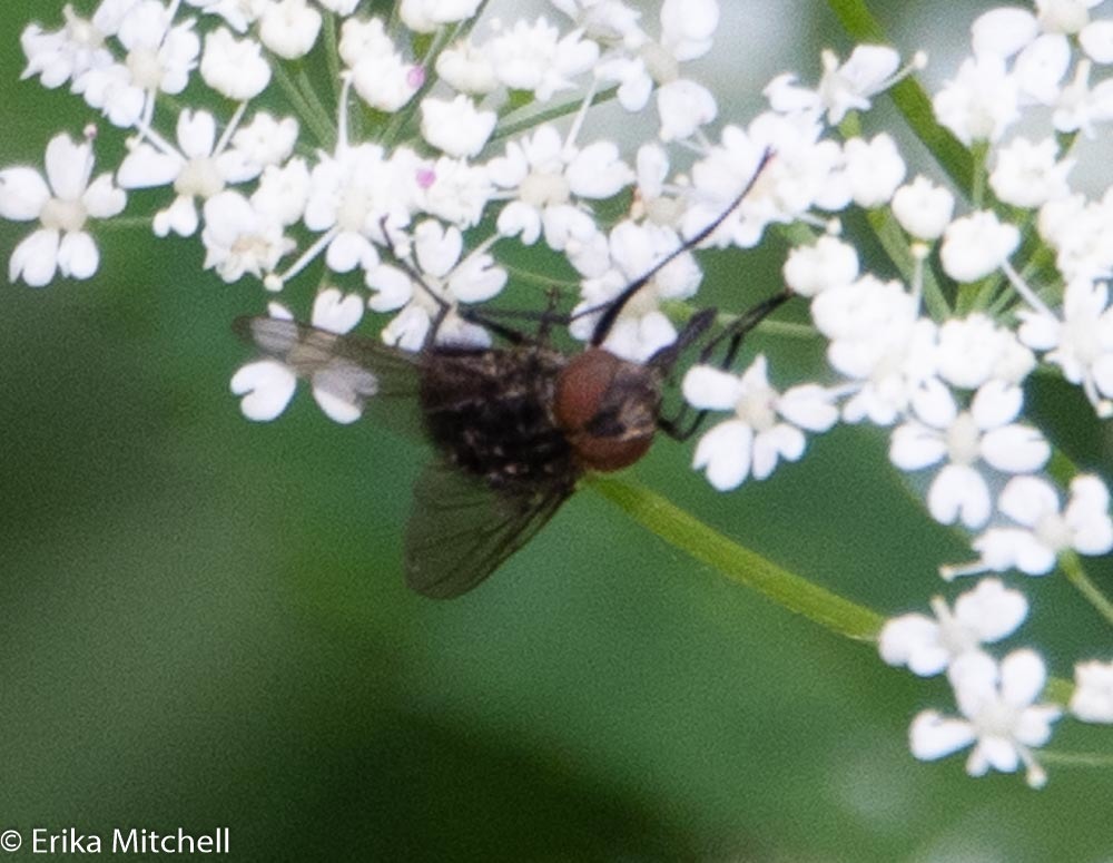 Calyptrate Flies from Washington, Vermont, United States on July 1 ...