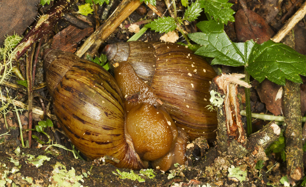 Pygmipanda kershawi from Nowa Nowa VIC 3887, Australia on October 18 ...