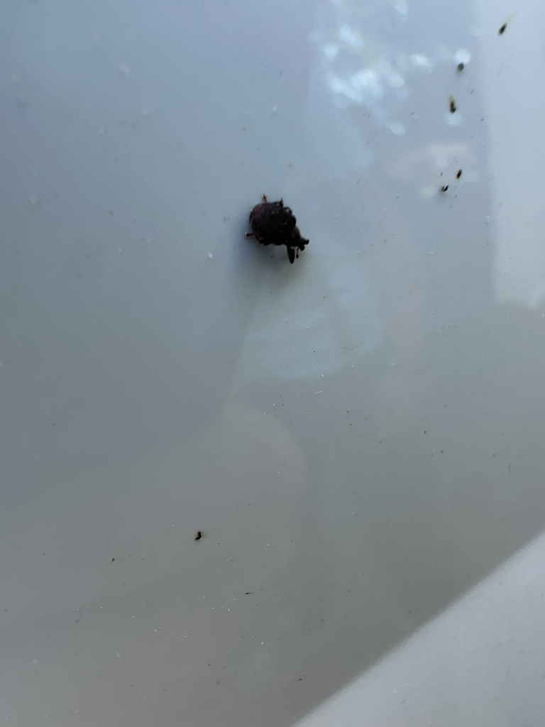 Yellow Poplar Weevil from Charlottesville on May 19, 2025 at 09:20 AM ...