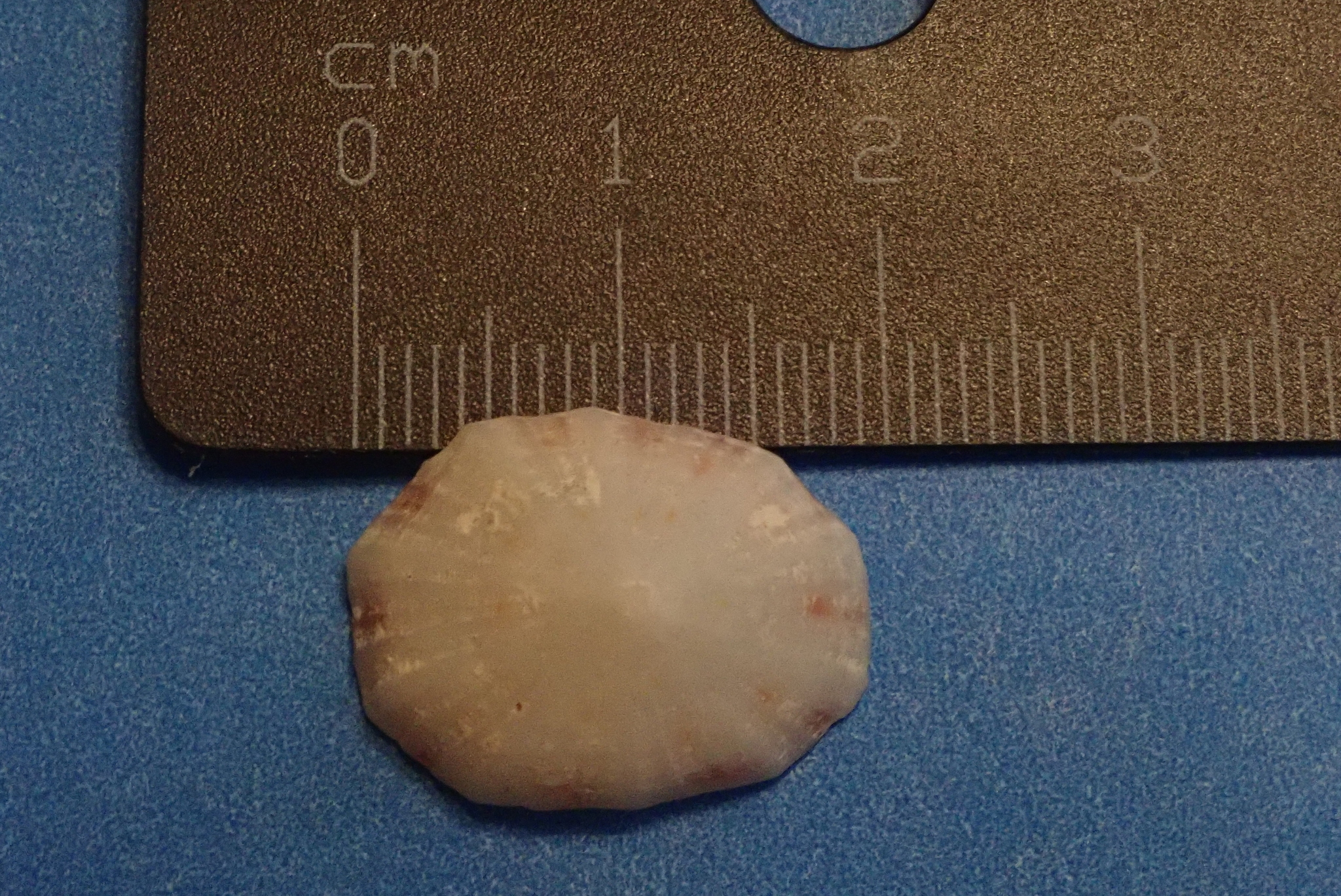 Eoacmaea pustulata (Helbling, 1779)