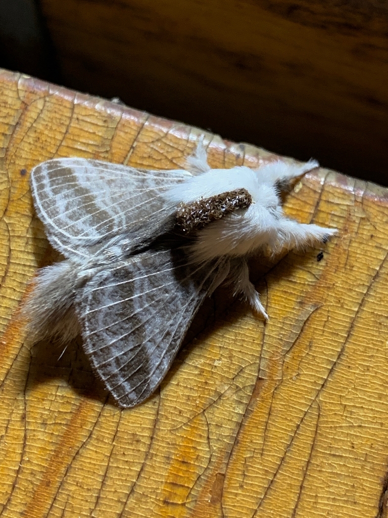 Large Tolype Moth from Algonquin Provincial Park, Nipissing, Ontario ...