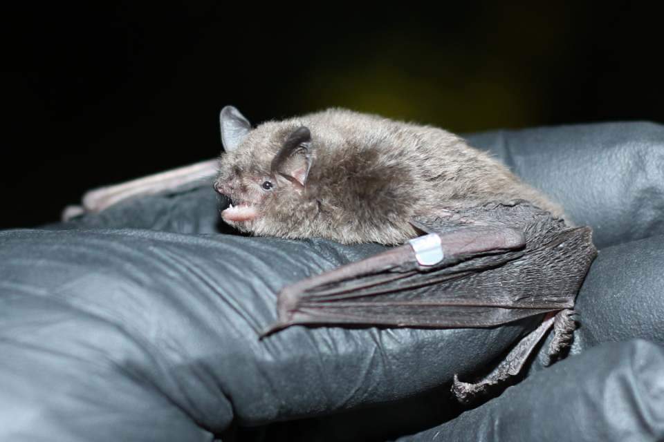 Indiana Bat in August 2019 by keith_lott. Short rounded tragus, short ...