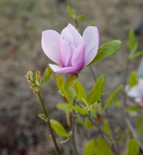 Jane Magnolia (Magnolia jane) · iNaturalist