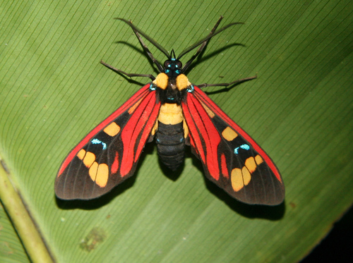 Histioea meldolae · iNaturalist