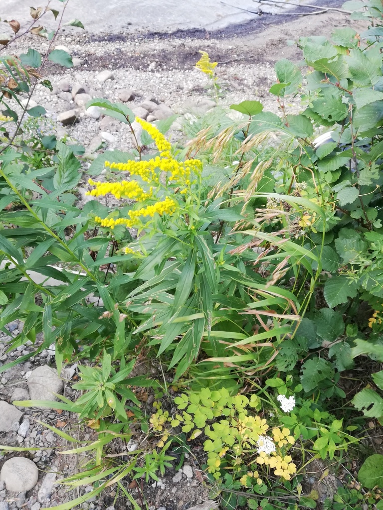 Canada goldenrod from Charlevoix-Est, Québec, Canada on September 1 ...