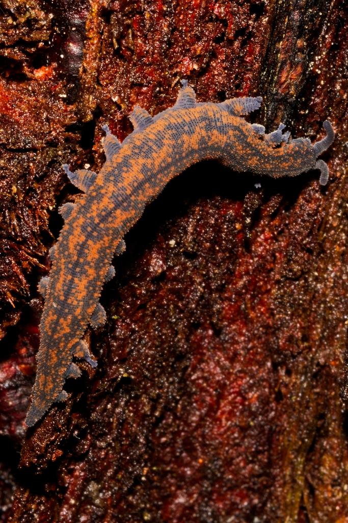 New Zealand peripatus in May 2025 by Uwe Schneehagen · iNaturalist