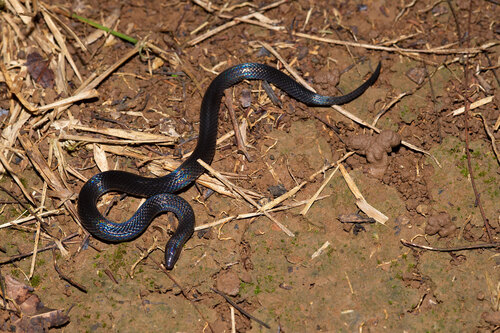 Savage's Earth Snake (Geophis downsi) - Snakes and Lizards
