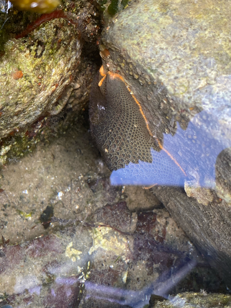Bat Star from Cedar Rd, Ucluelet, BC, CA on May 24, 2025 at 02:23 PM by ...