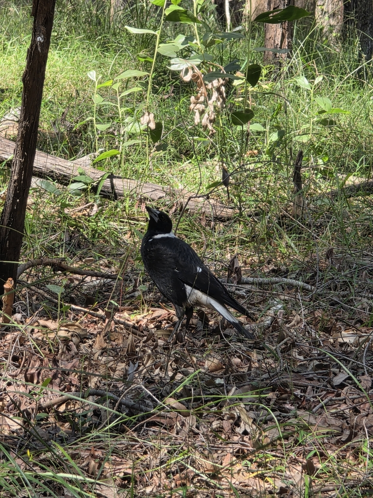 Australian Magpie from Daisy Hill QLD 4127, Australia on May 24, 2025 ...