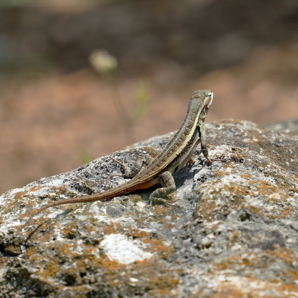 Rose-bellied Lizard from Shavano Park, TX, USA on May 24, 2025 at 10:53 ...