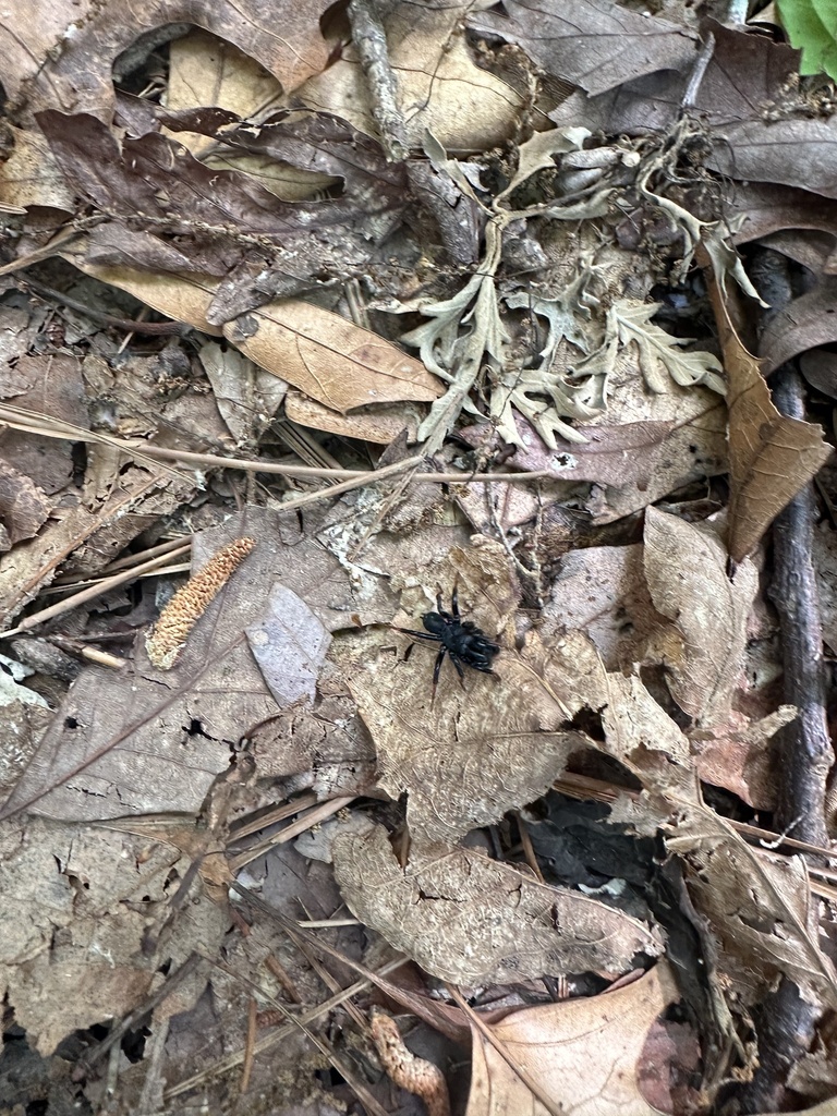 Atlantic Purseweb Spider from Cape May Airport, Cape May, NJ, US on May ...