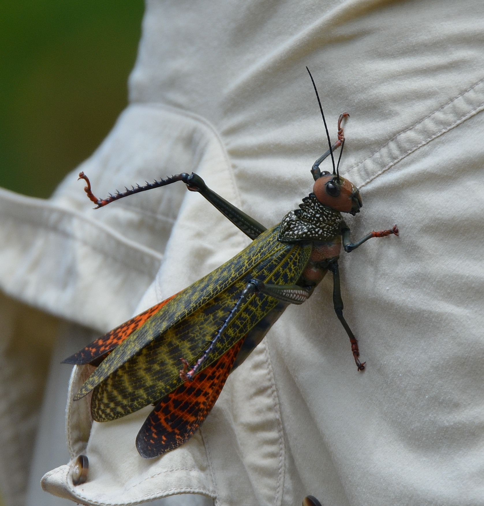 Tropidacris cristata cristata